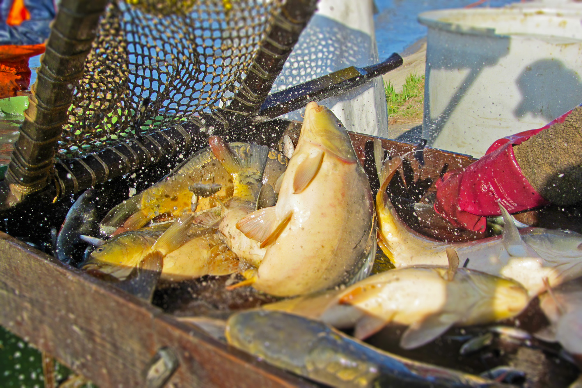 Fischerei – Karpfenwirt