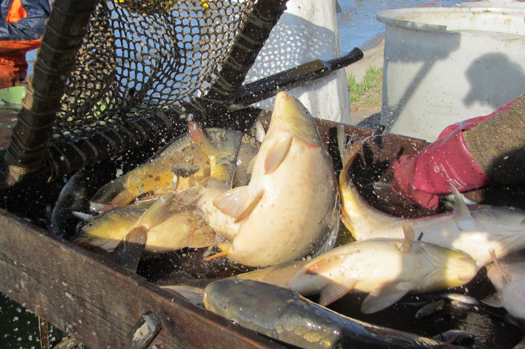 Fischerei – Karpfenwirt